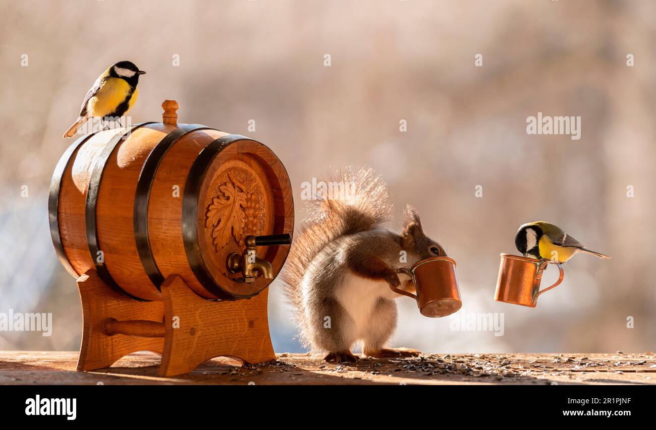 Red squirrel and birds standing with a barrel and cups Stock Photo - Alamy