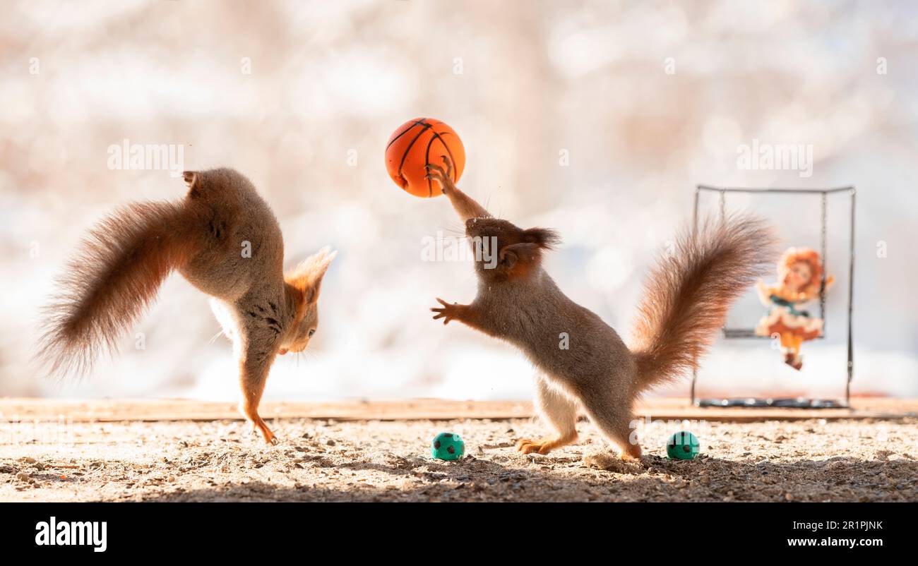 Red squirrel is reaching for an basketball Stock Photo - Alamy