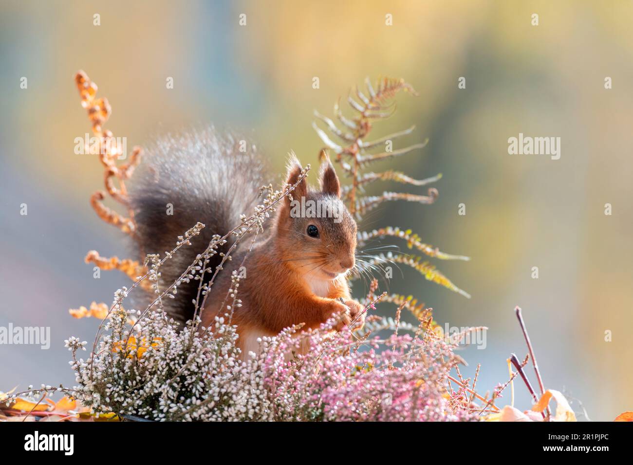Red squirrel with heather flowers and fern leaf Stock Photo - Alamy
