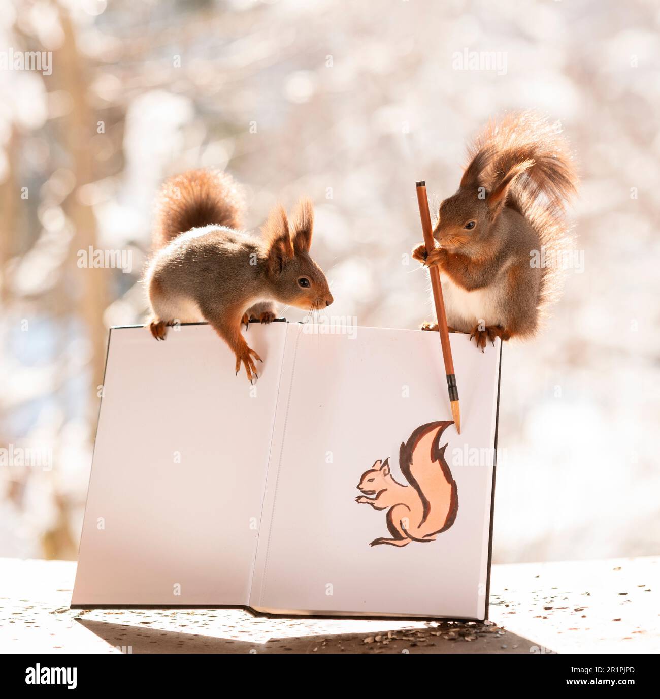 Sciurus vulgaris painting hi-res stock photography and images - Alamy