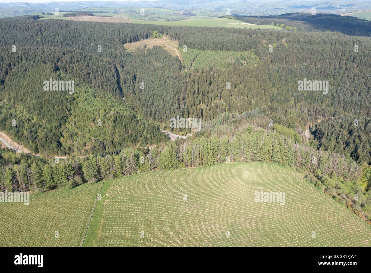 Wales forest planting tree hi-res stock photography and images - Alamy