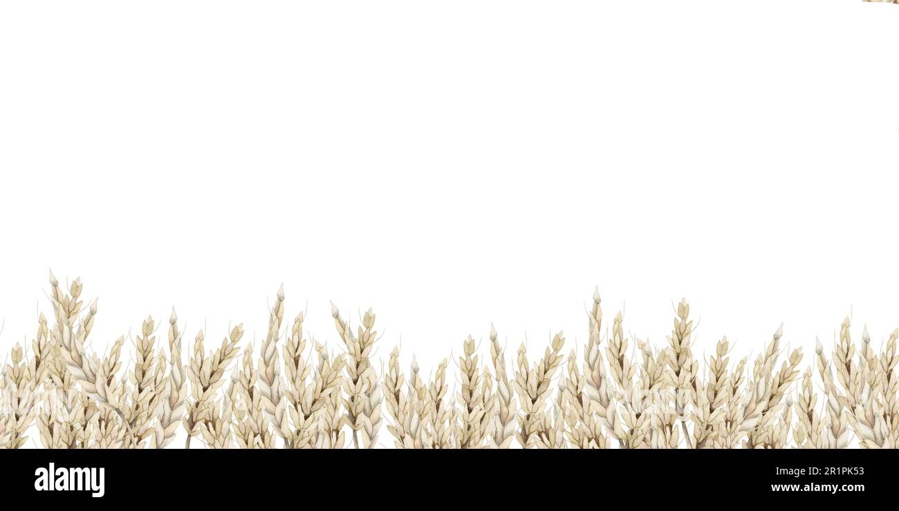 Wheat field seamless border template with copy space. Watercolor ...