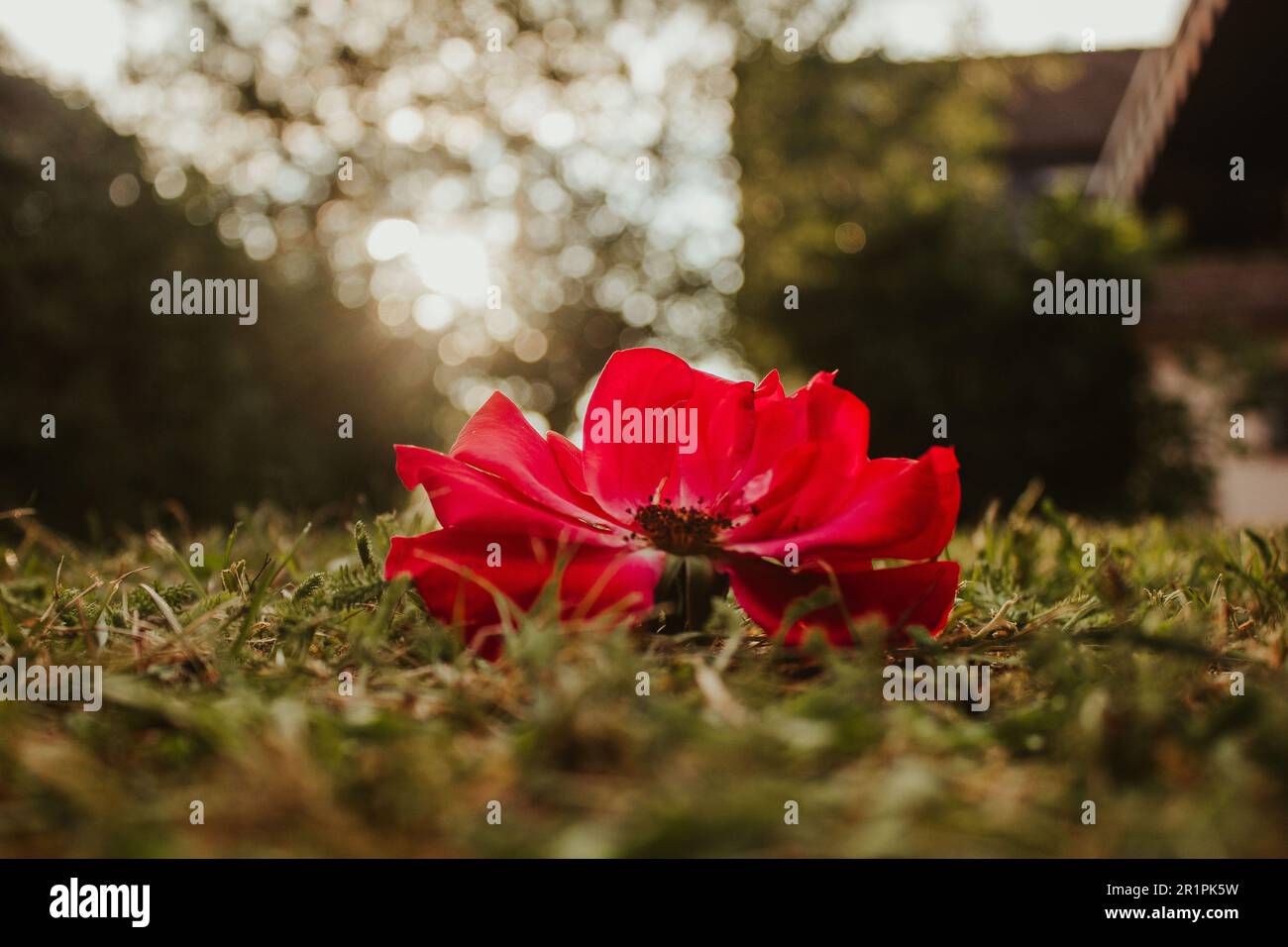 Broken flower isolated hi-res stock photography and images - Alamy