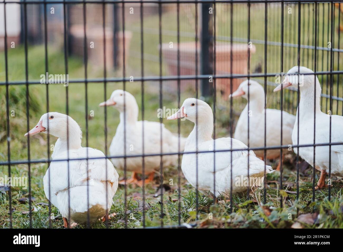many white geese locked in a garden Stock Photo - Alamy