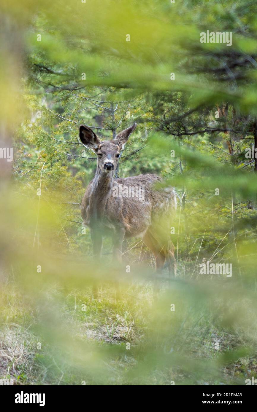 One young mule deer hi-res stock photography and images - Alamy
