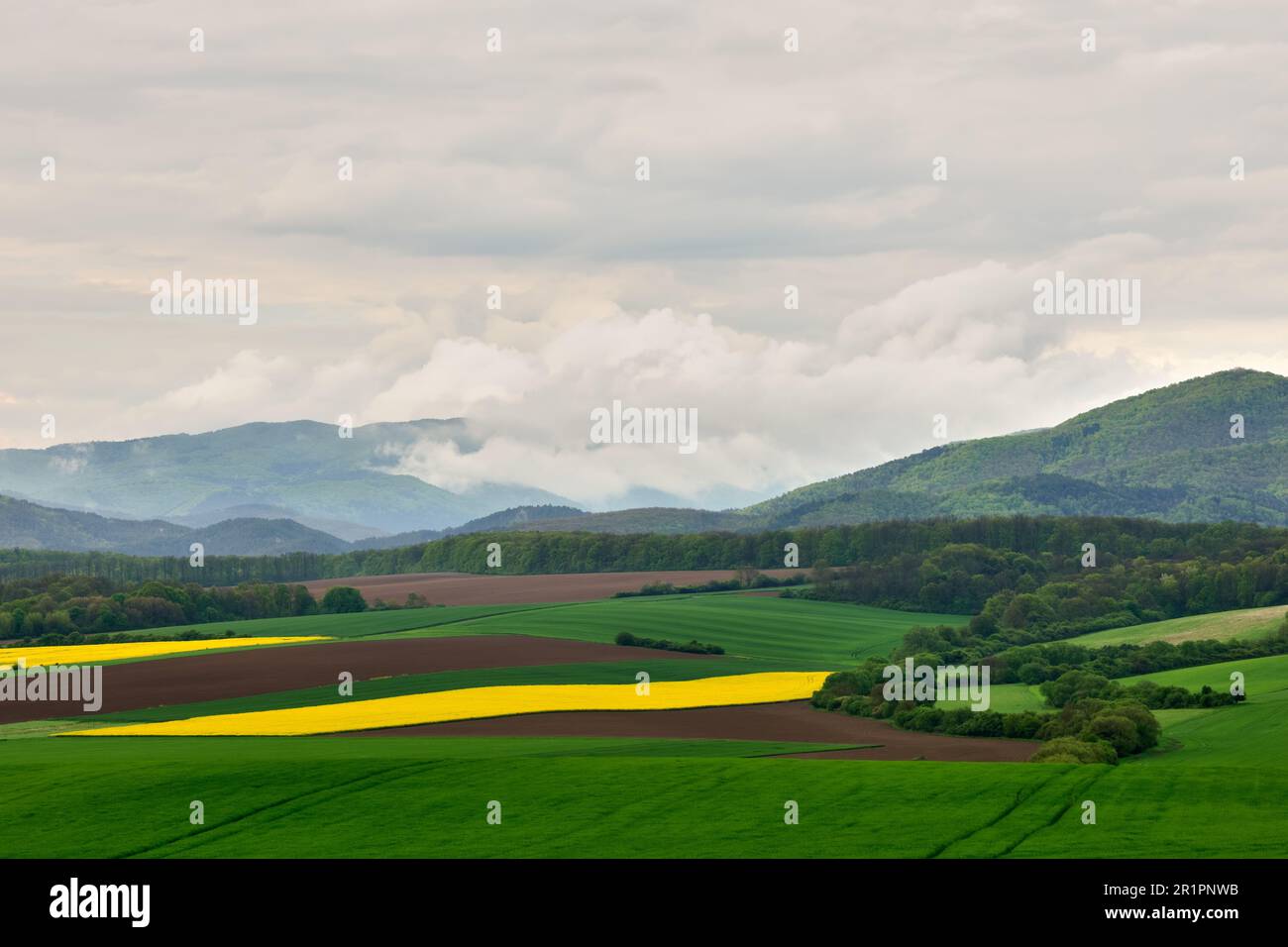 Spring slovak rural landscape with canola field and hills. Grey white ...
