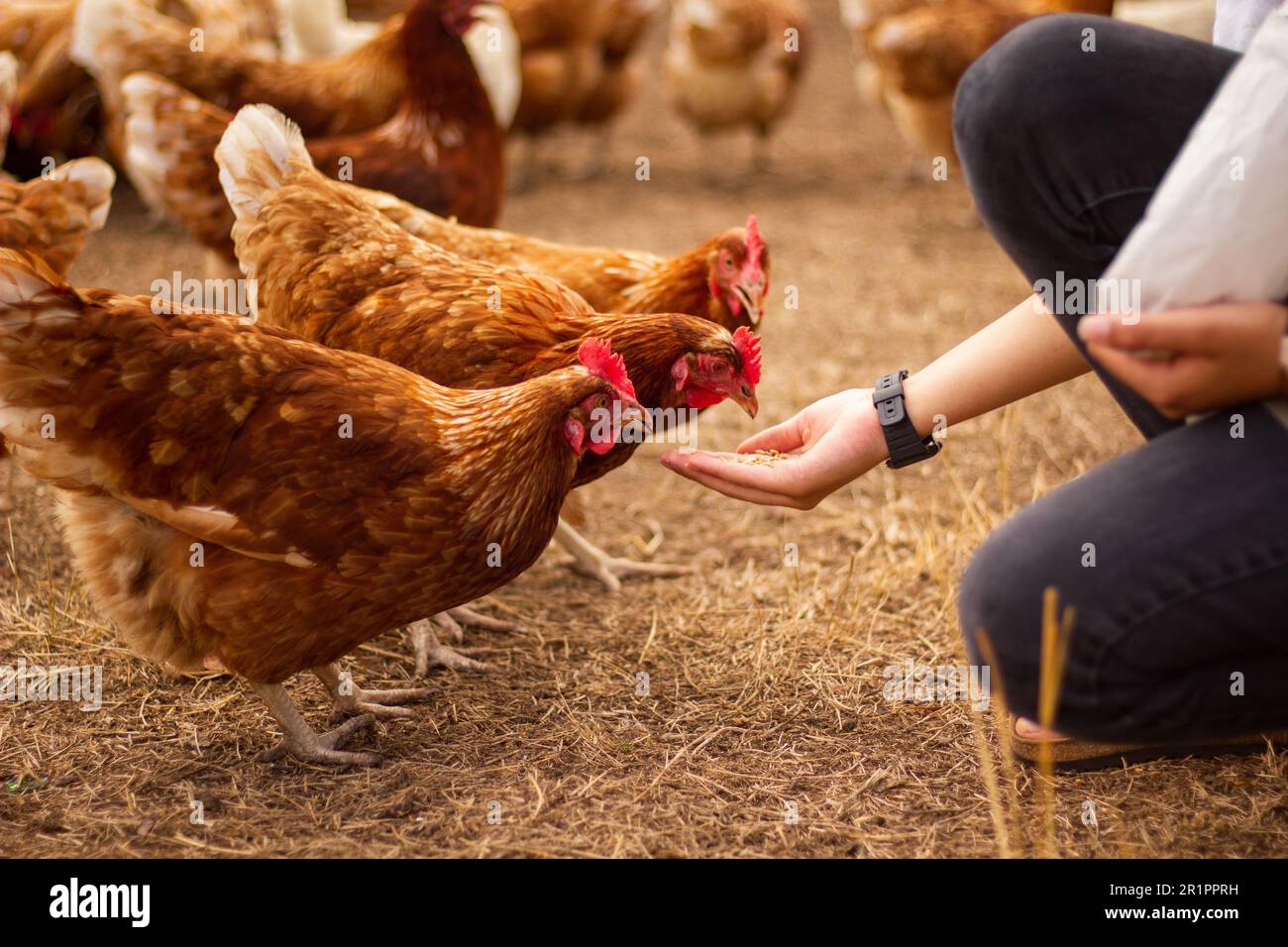 hand feeding several chicken on a farm Stock Photo - Alamy