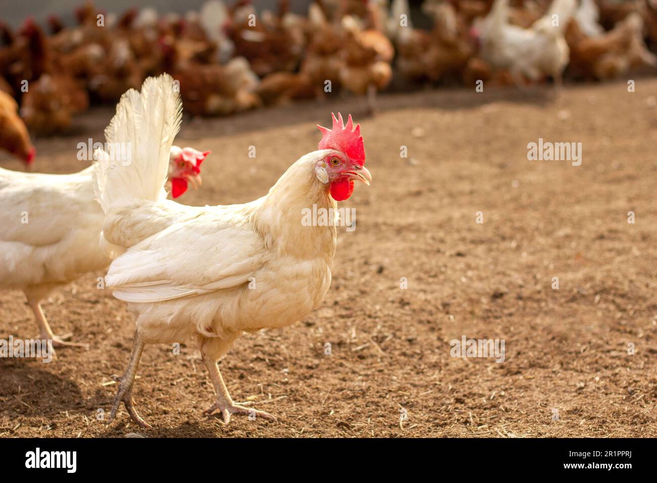 a white chicken walking curiously in the yard of a farm. In the ...