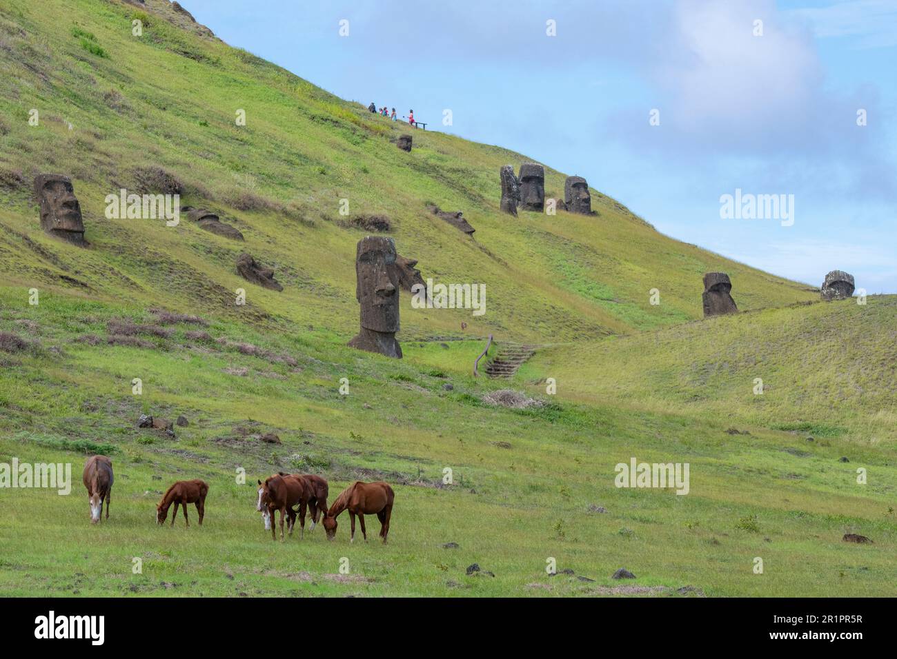 Chile, Easter Island aka Rapa Nui. Wild horses at Rano a Raraku aka The ...