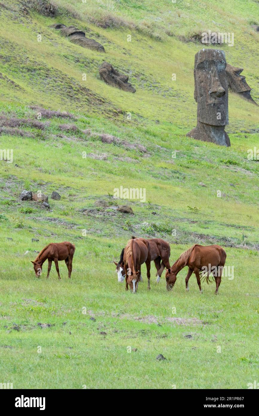 Chile, Easter Island aka Rapa Nui. Wild horses at Rano a Raraku aka The ...
