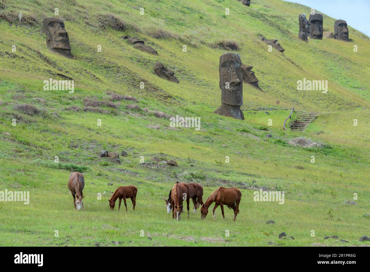 Chile, Easter Island aka Rapa Nui. Wild horses at Rano a Raraku aka The ...
