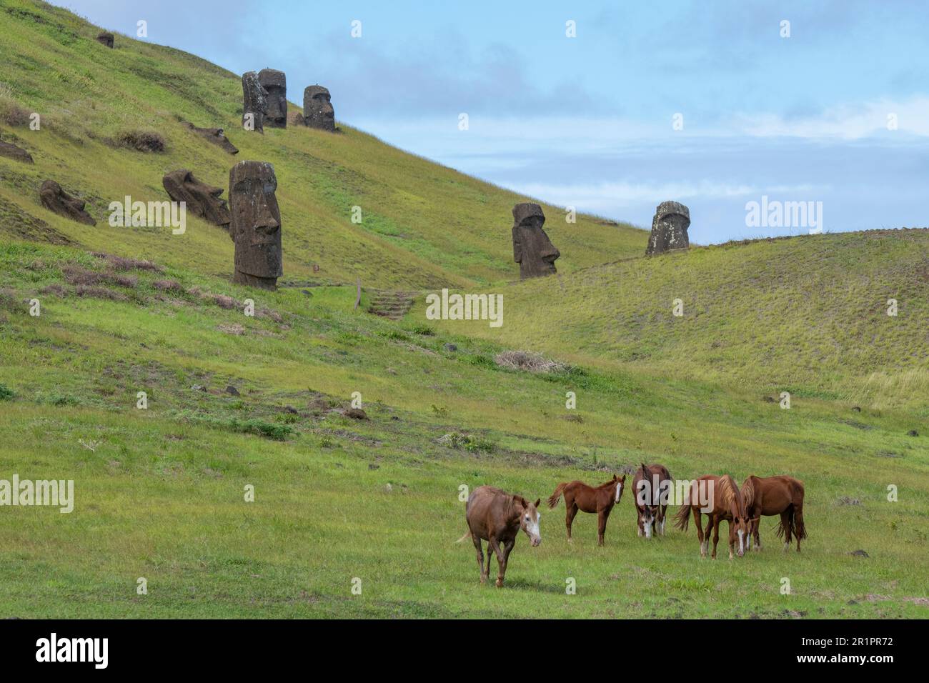 Chile, Easter Island aka Rapa Nui. Wild horses at Rano a Raraku aka The ...