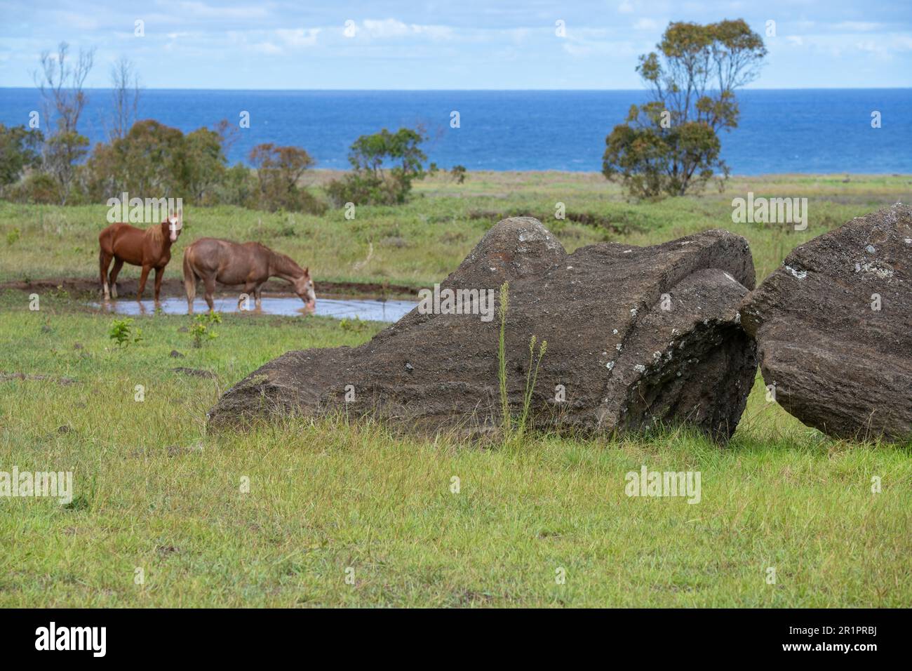 Chile, Easter Island aka Rapa Nui. Wild horses at Rano a Raraku aka The ...