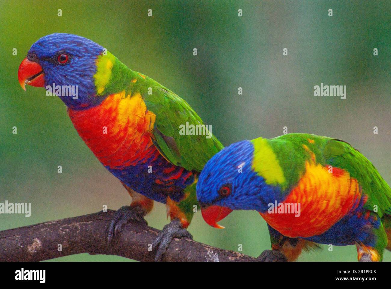 Rainbow plumage bird hi-res stock photography and images - Alamy