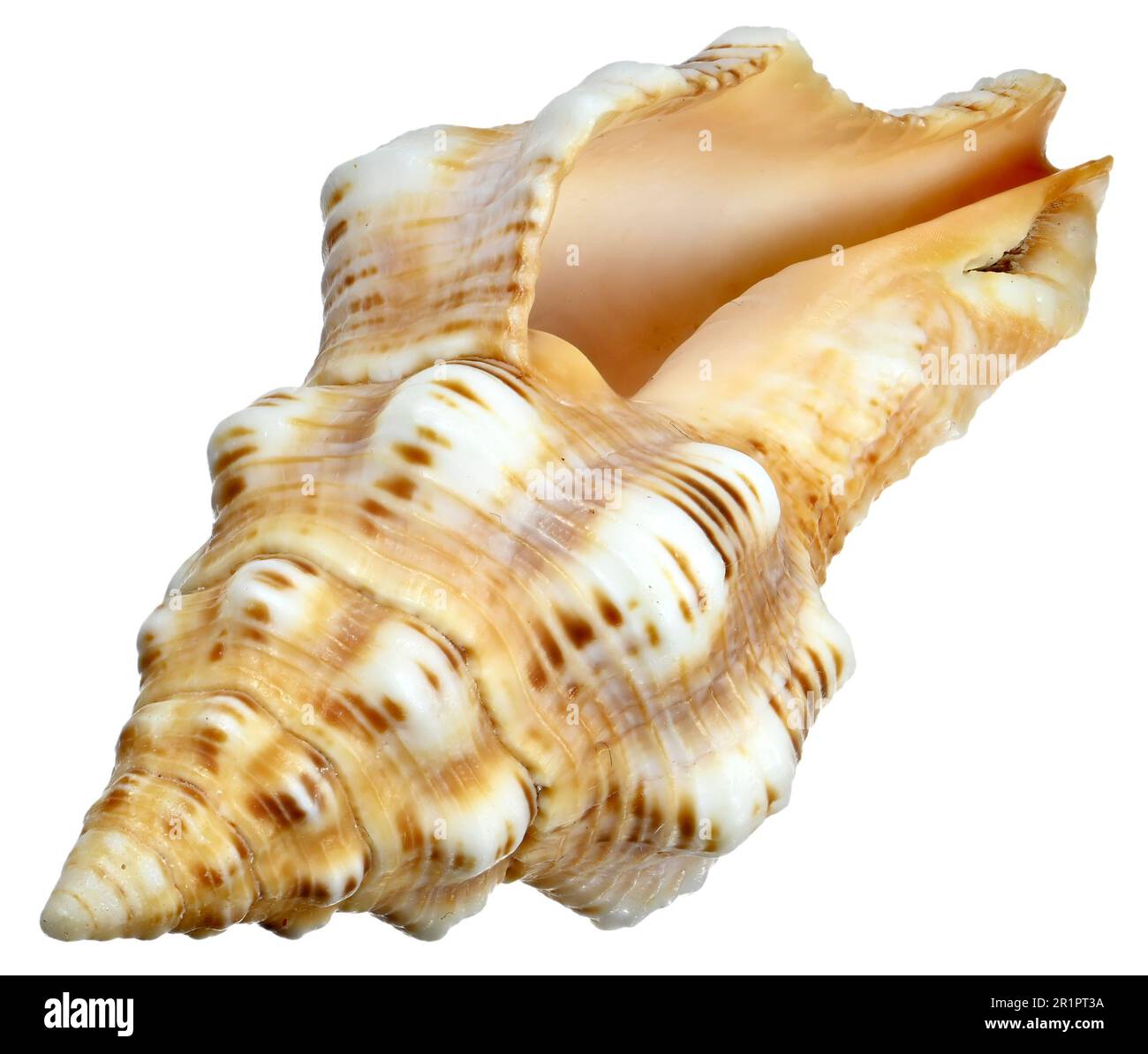 Barclay's Latirus shell (Latirus barclayi) 6.5cm Stock Photo - Alamy
