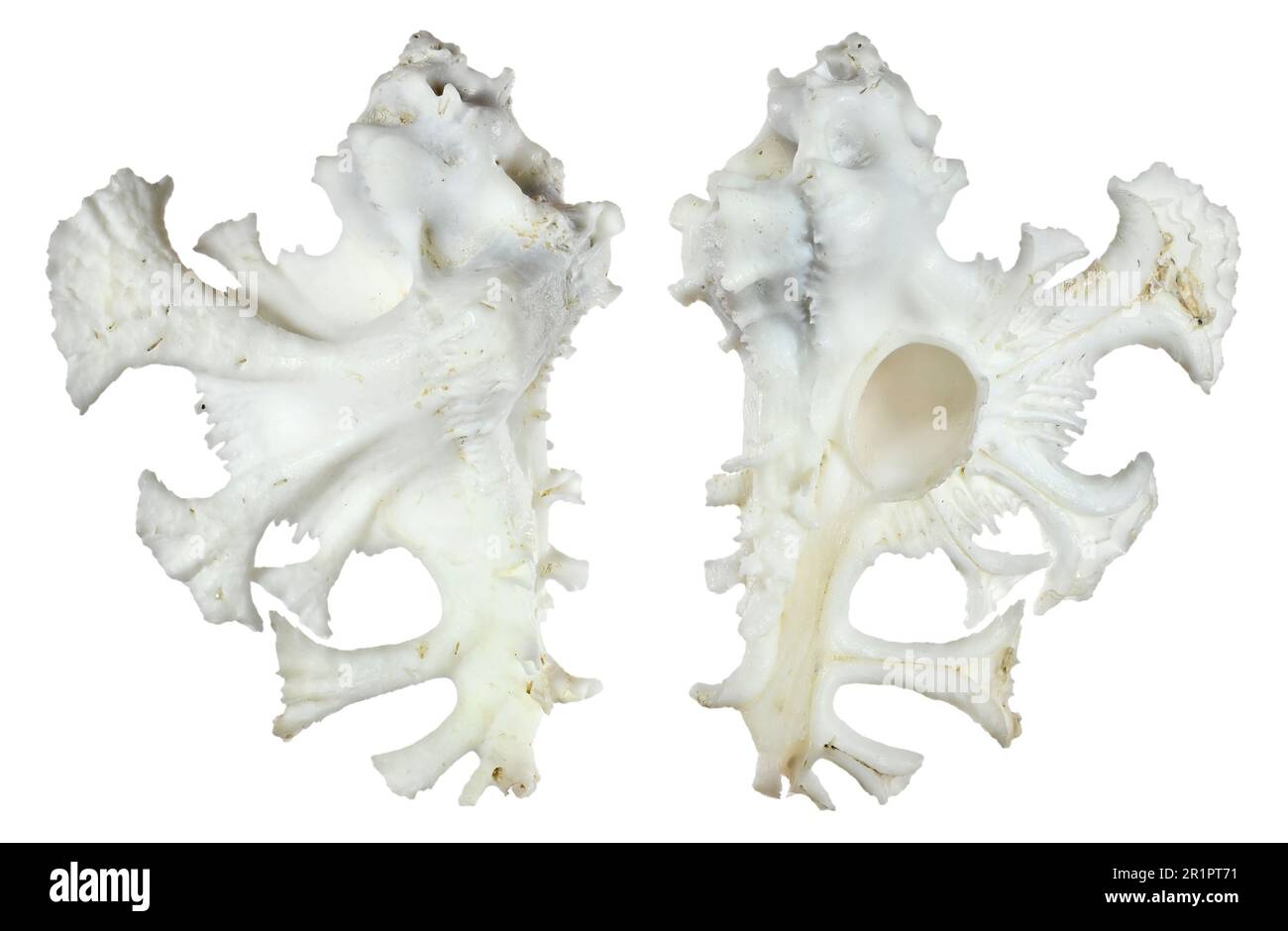 Anatomical Murex / Pele's Murex shell (Homalocantha anatomica Stock ...