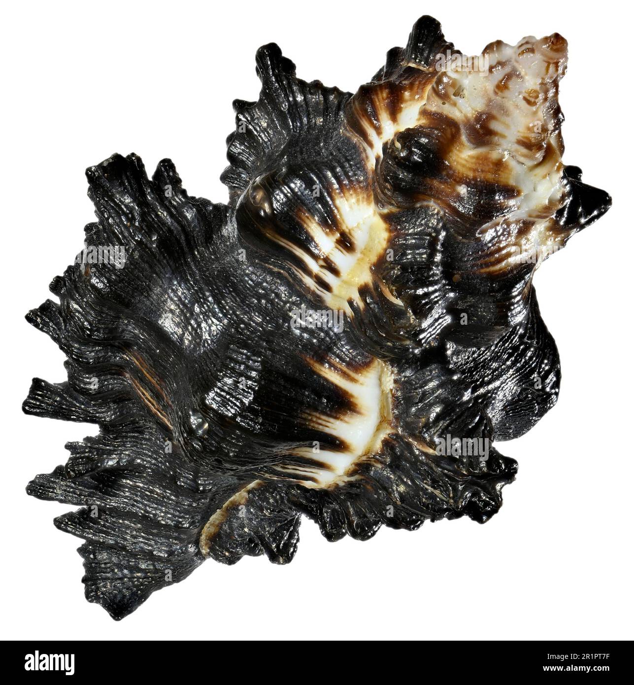 Adusta Murex shell (Chicoreus brunneus Stock Photo - Alamy