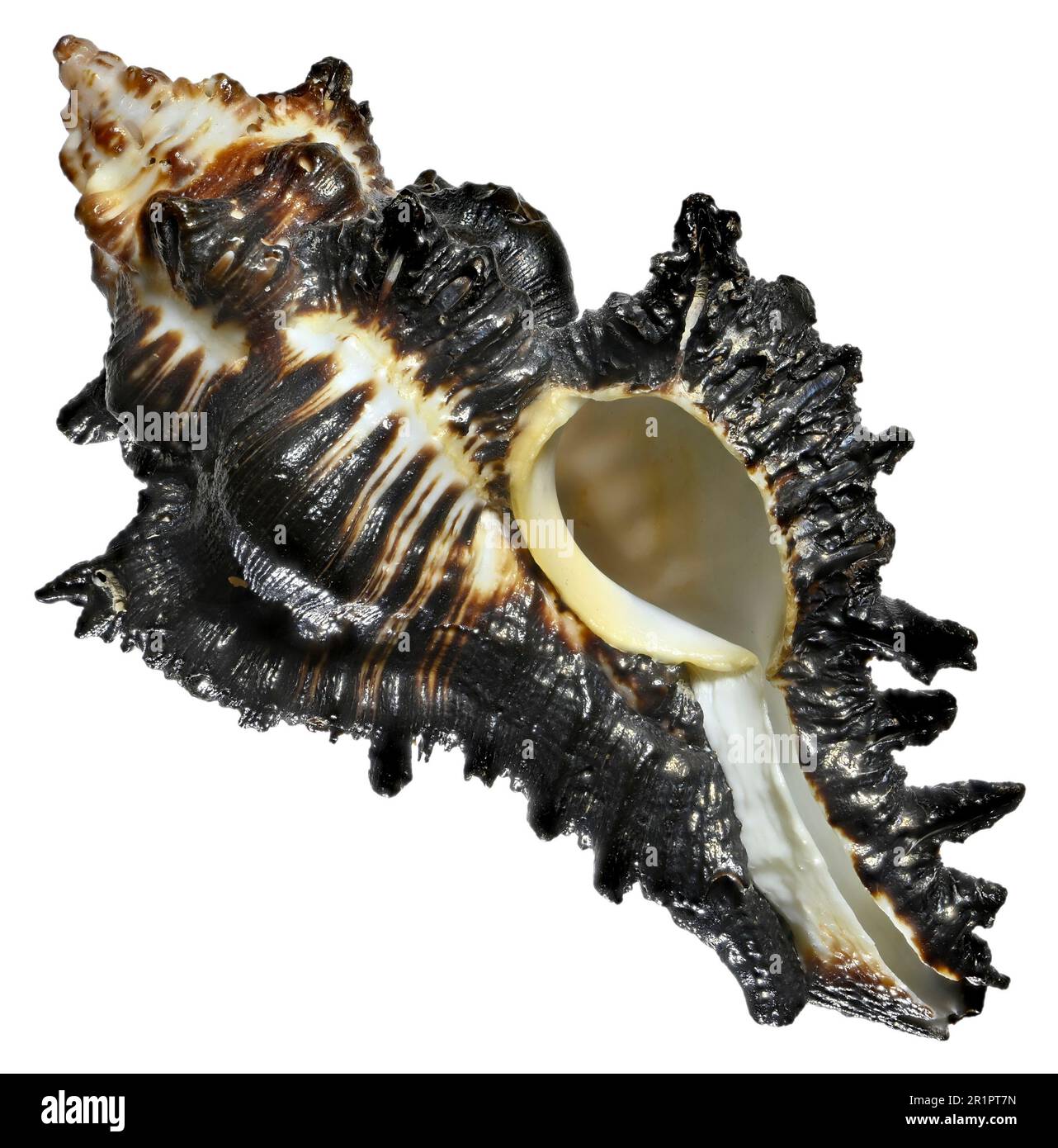 Murex Cut Out Stock Images & Pictures - Alamy