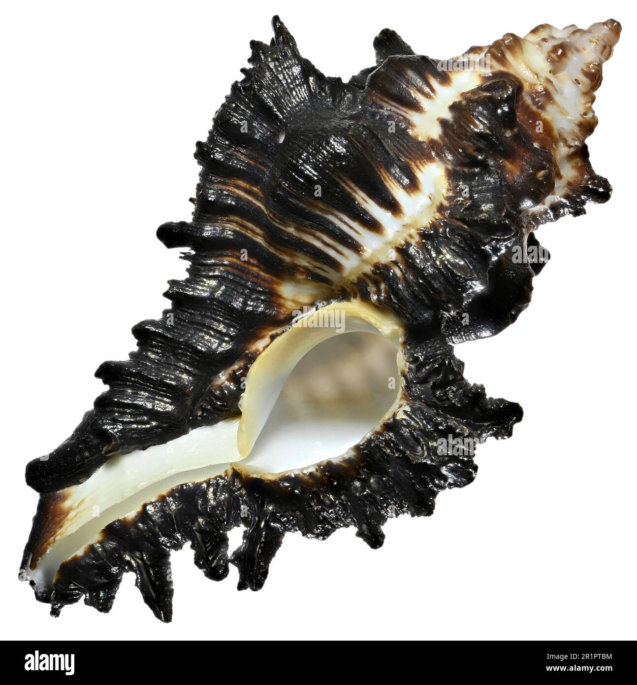 Chicoreus brunneus hi-res stock photography and images - Alamy