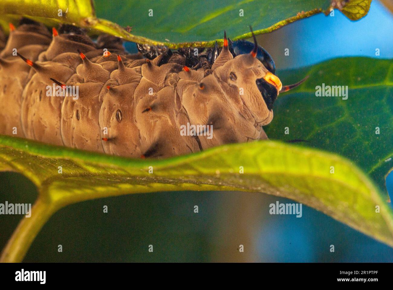 Cairns birdwing butterfly caterpillar hi-res stock photography and ...