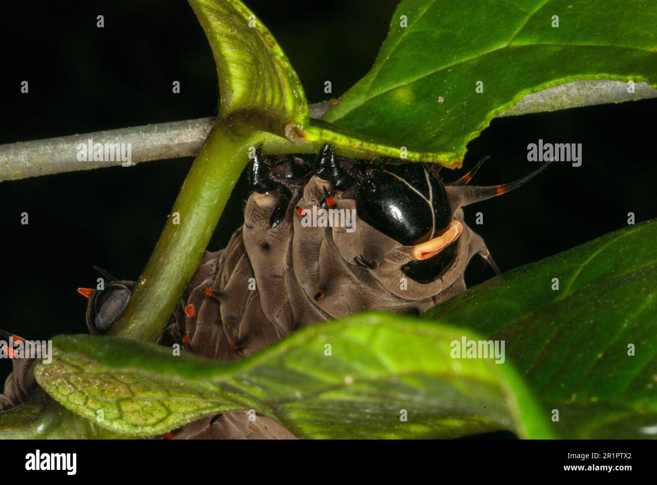 Cairns Birdwing Butterfly, Ornithoptera euphorion, Caterpillar, pupa ...