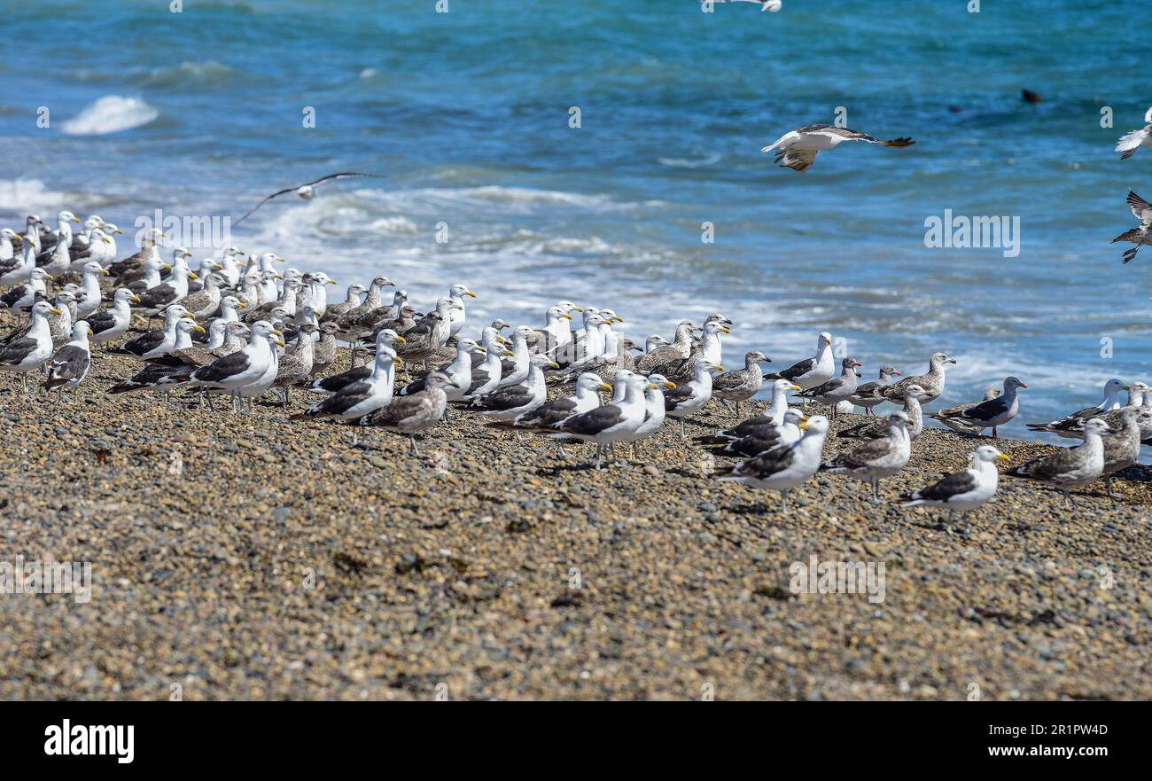 Birds in their environment hi-res stock photography and images - Alamy
