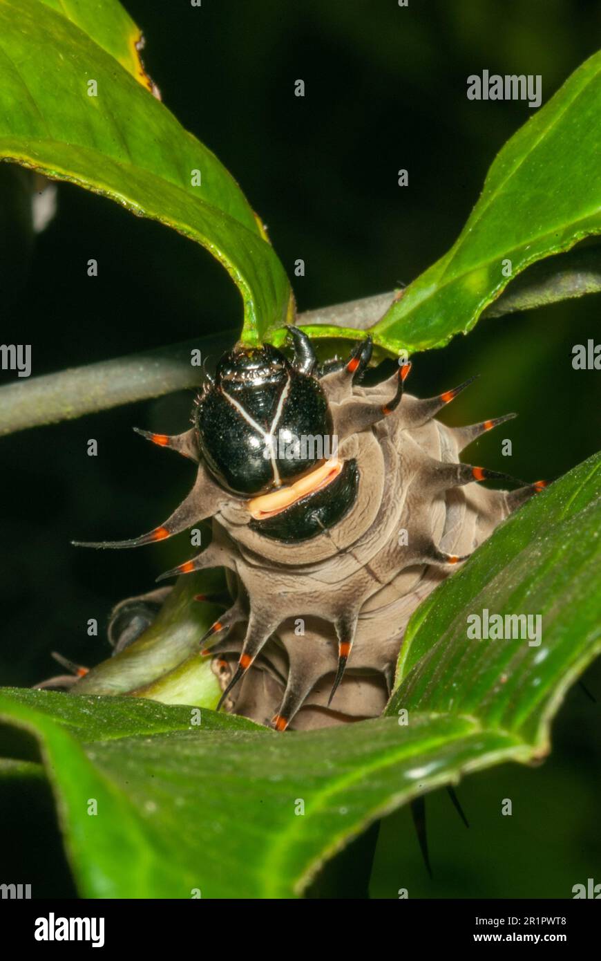 Cairns birdwing butterfly caterpillar hi-res stock photography and ...