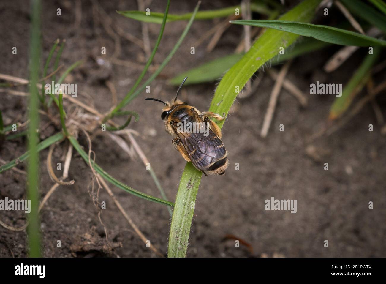 A female mining bee (possibly Andrena ovatula, the Small Gorse Mining ...