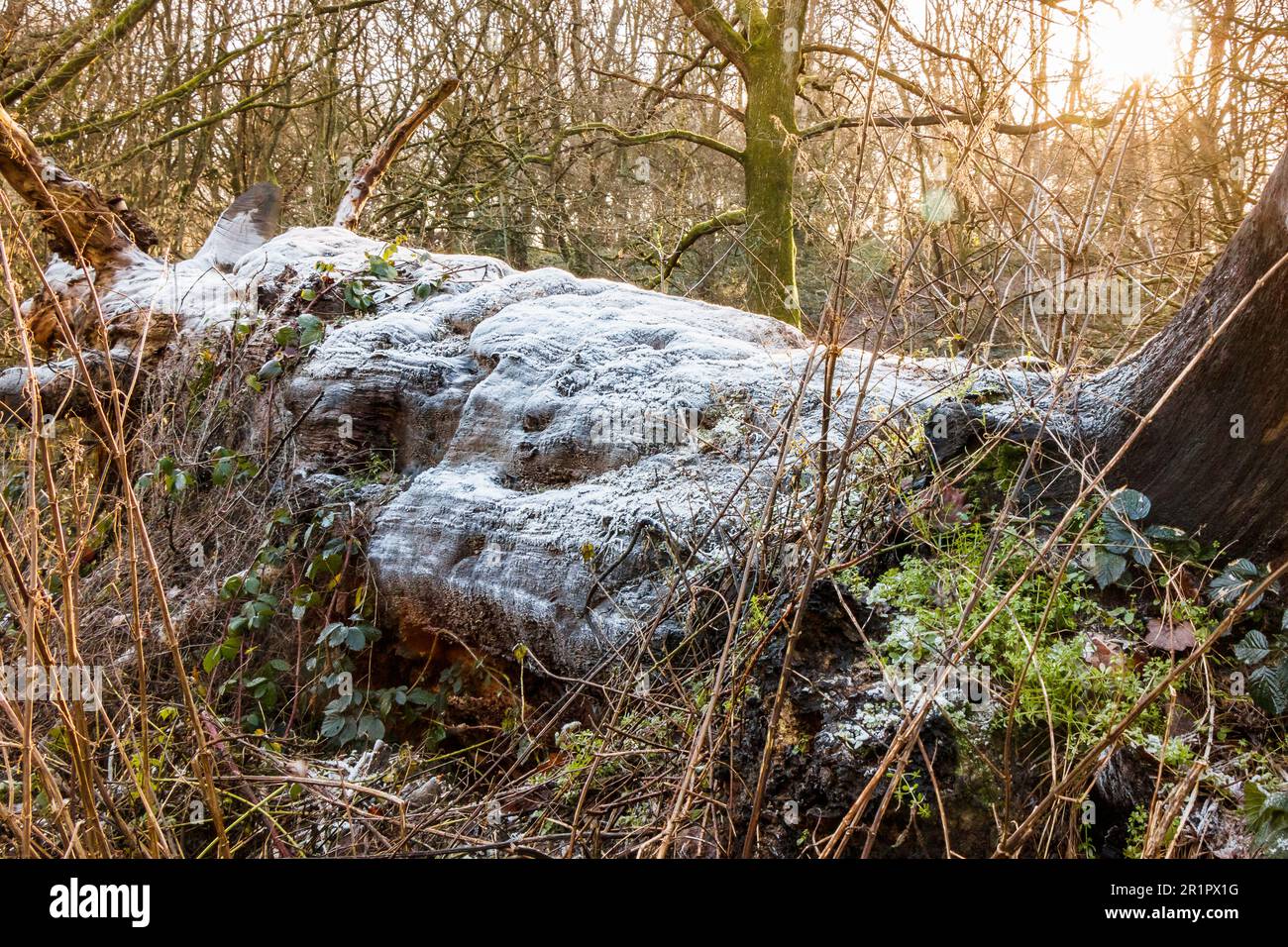 A snow-covered fallen tree in a winter woodland at sunset, UK Stock ...