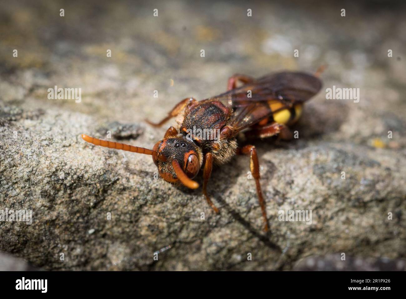 Macro of a beautifully coloured nomad bee female (likely Nomada flava ...