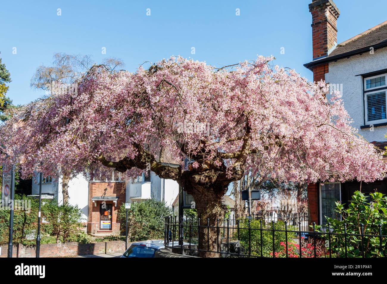 Cherry trees blossoming in spring in a residential area of North London ...
