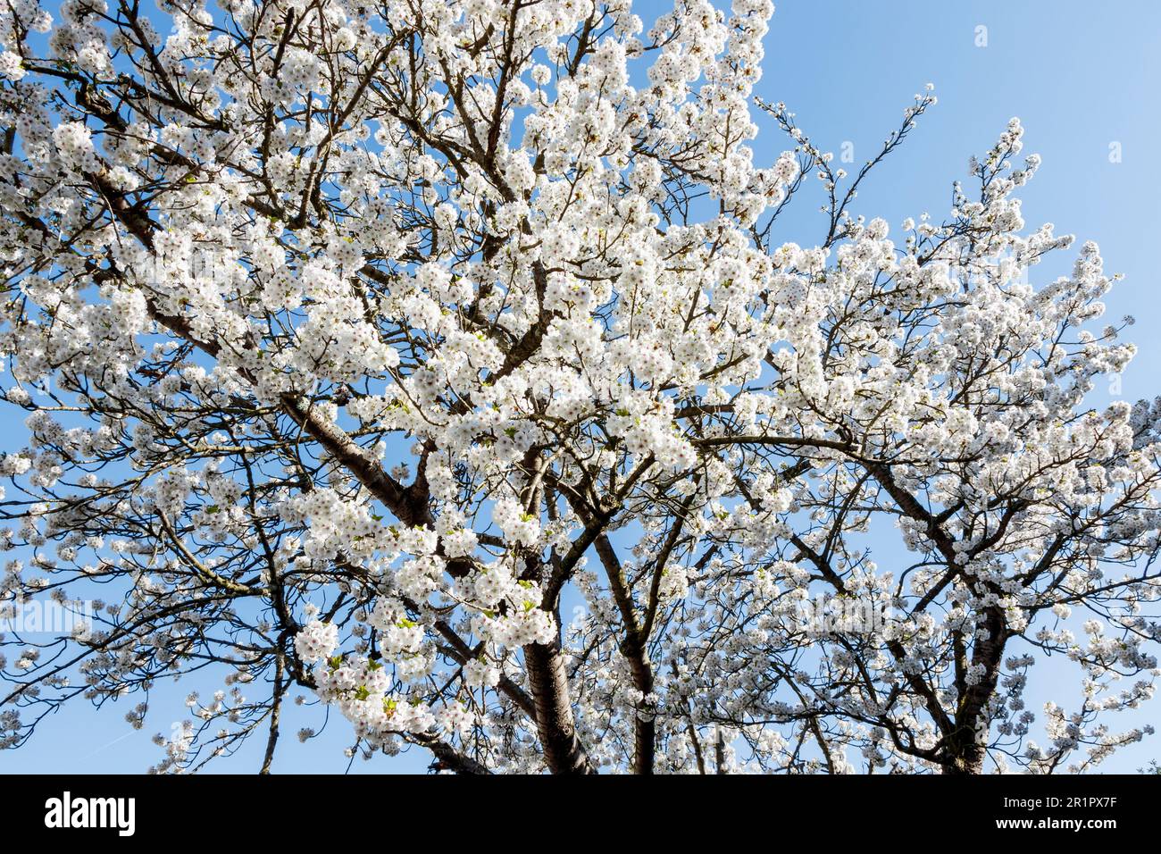 Cherry trees blossoming in spring in a residential area of North London ...