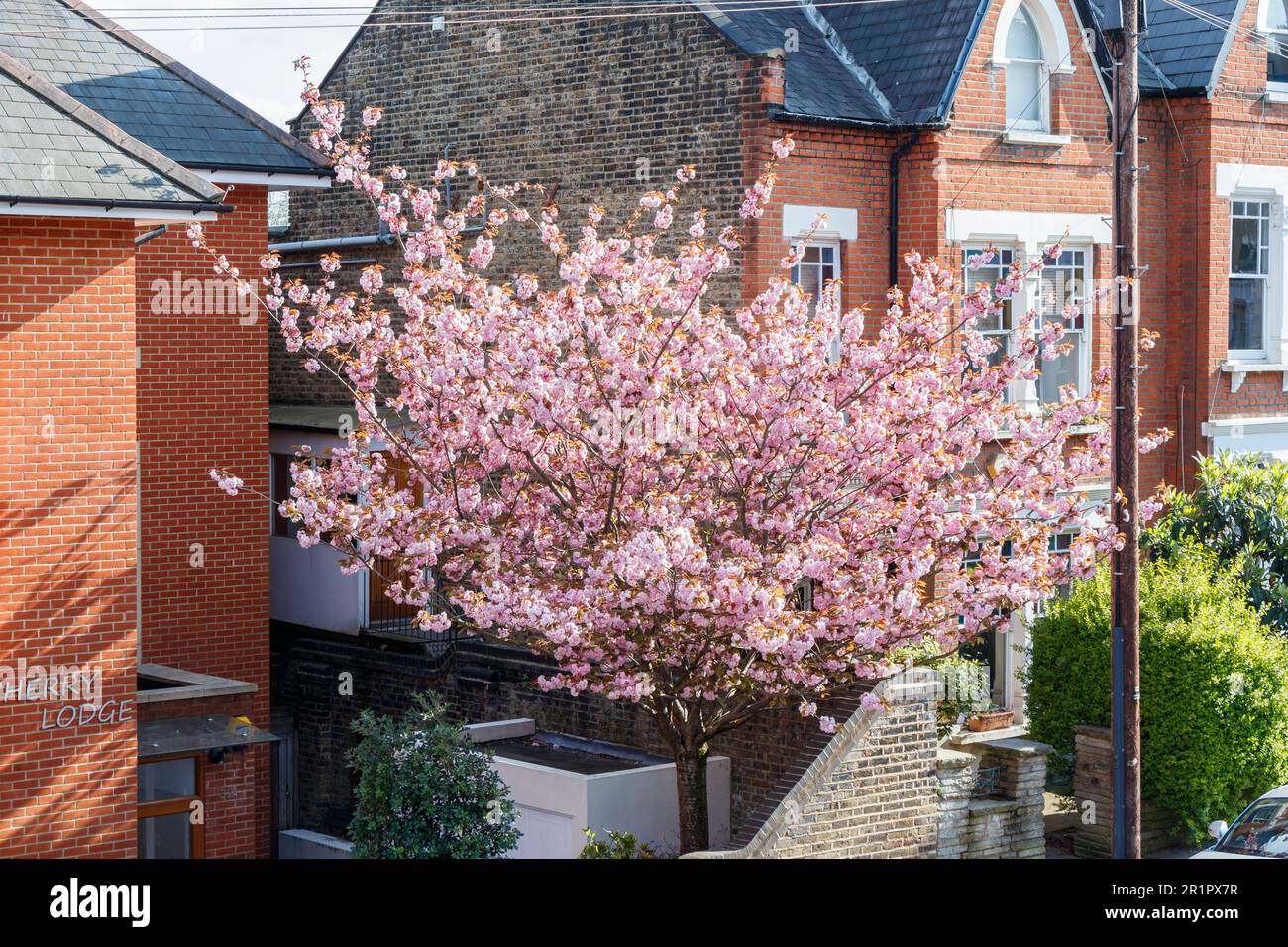 Cherry trees blossoming in spring in a residential area of North London ...