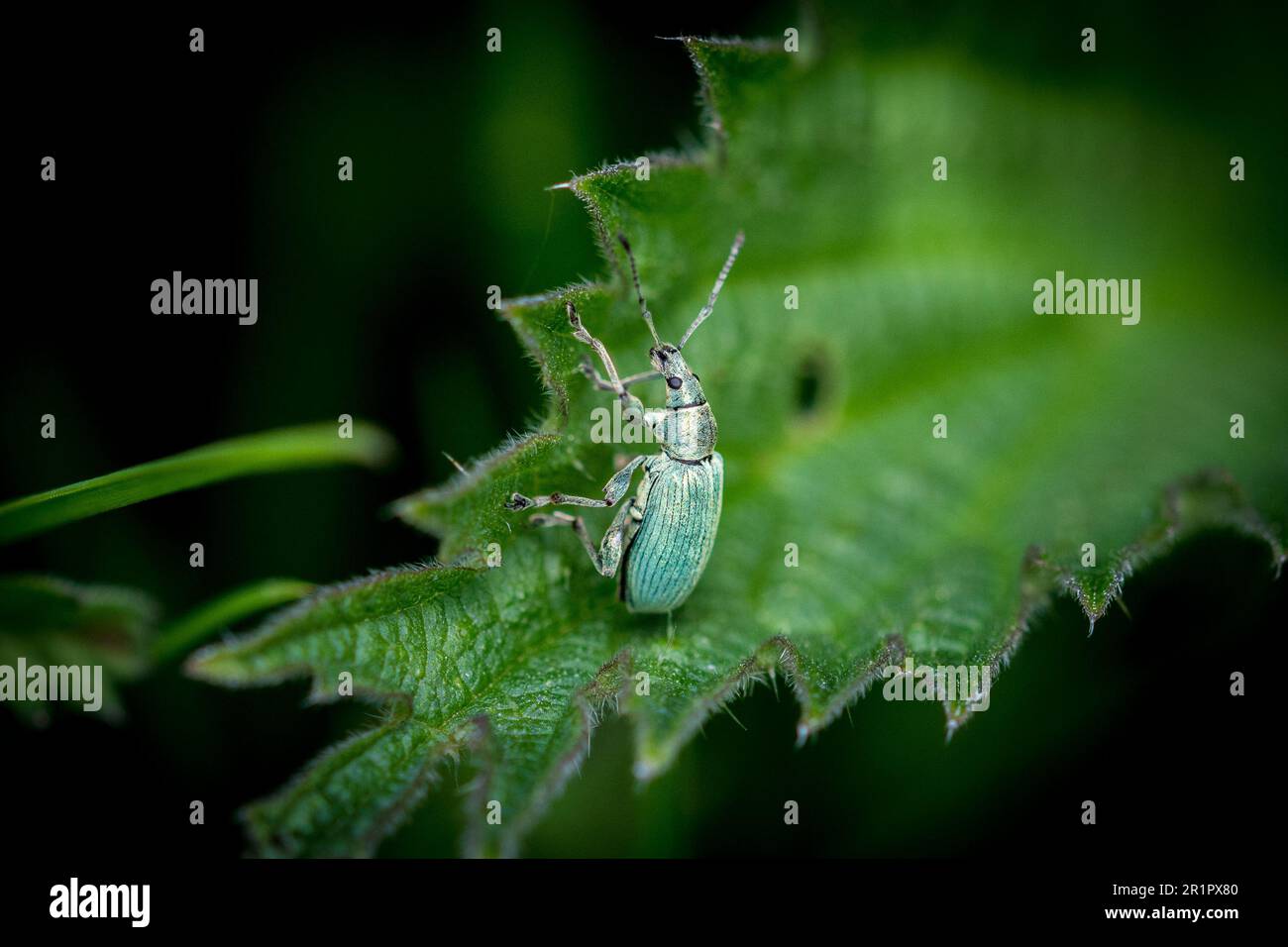 An unidentified metallic green weevil clinging to a nettle leaf ...