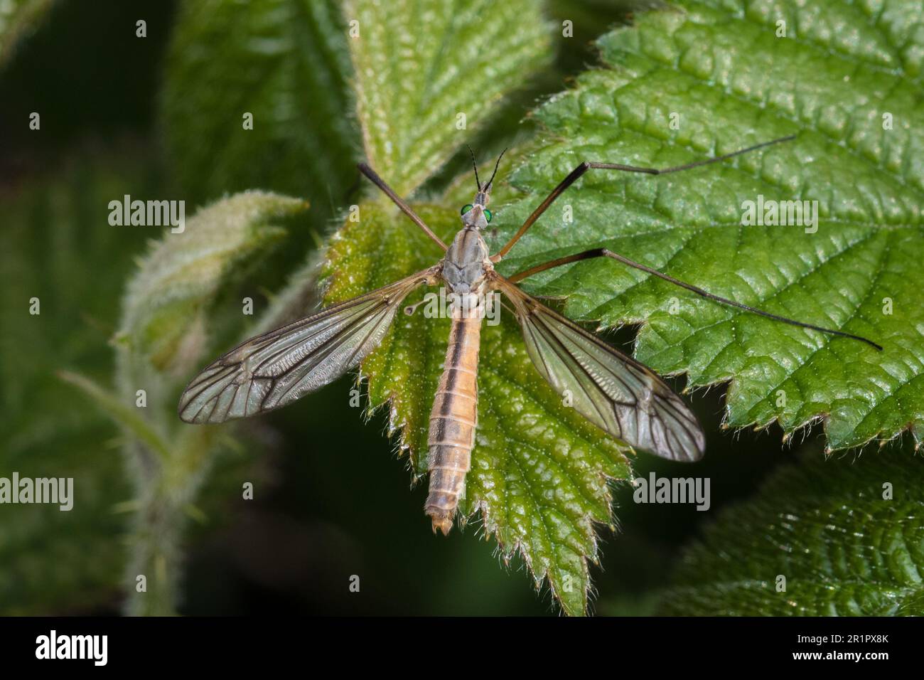 A large cranefly with beautiful green eyes resting on a bramble leaf ...