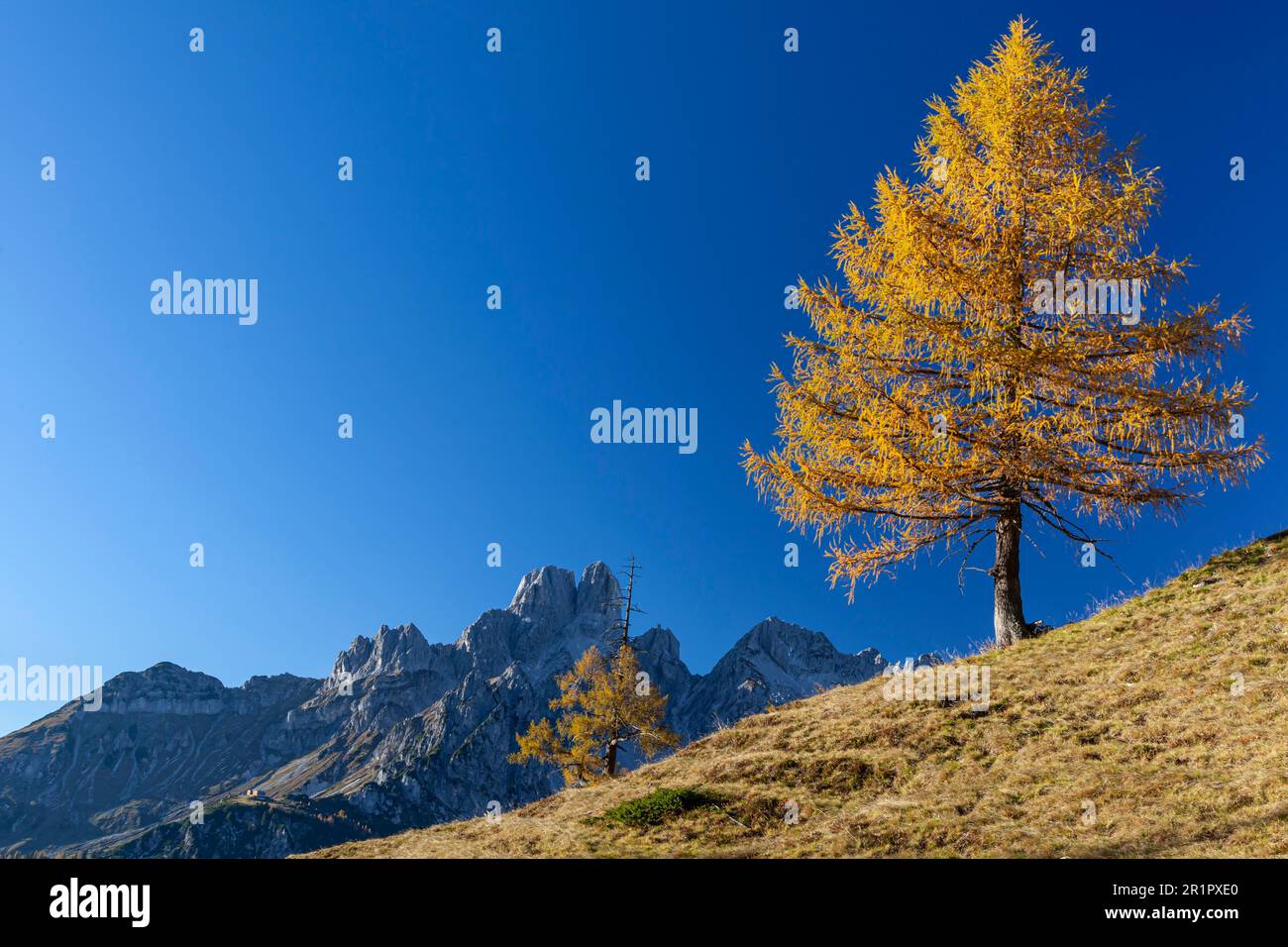 The larch hi-res stock photography and images - Alamy