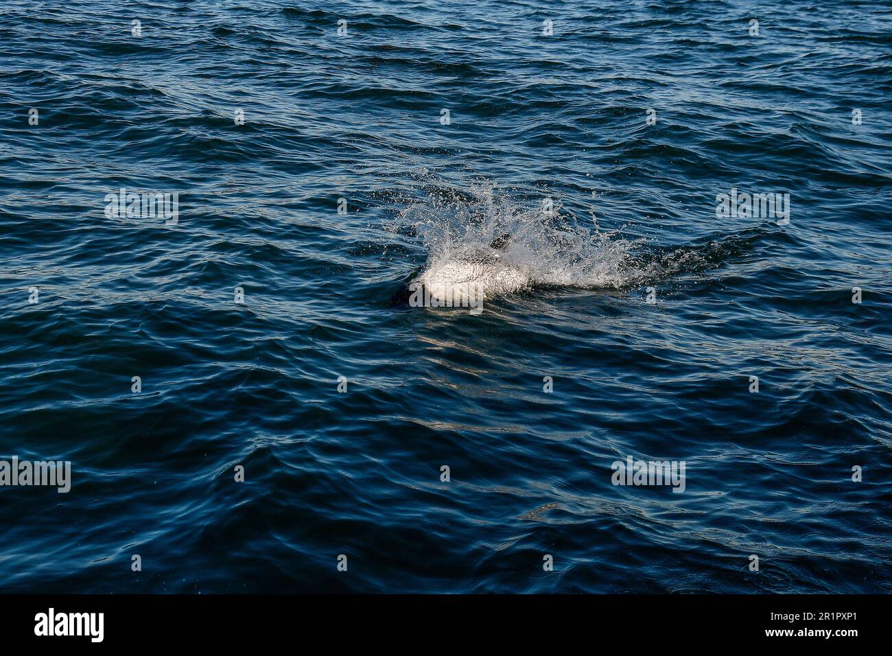 Tonina dolphin hi-res stock photography and images - Alamy