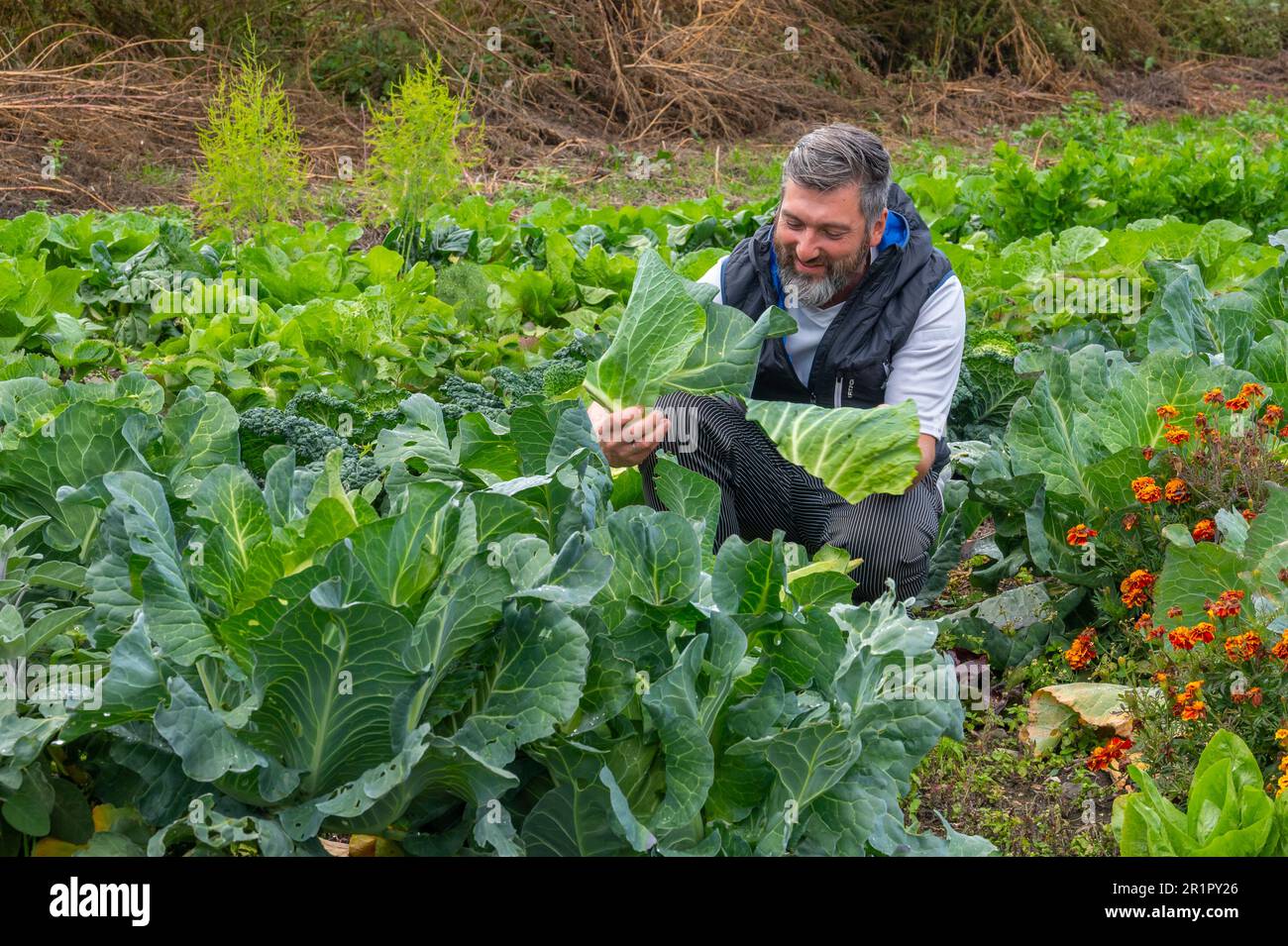 Vegetable farm egidius agidius hi-res stock photography and images - Alamy