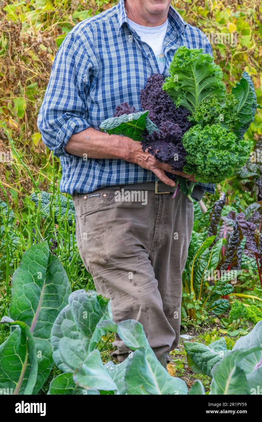 Vegetable farm egidius agidius hi-res stock photography and images - Alamy