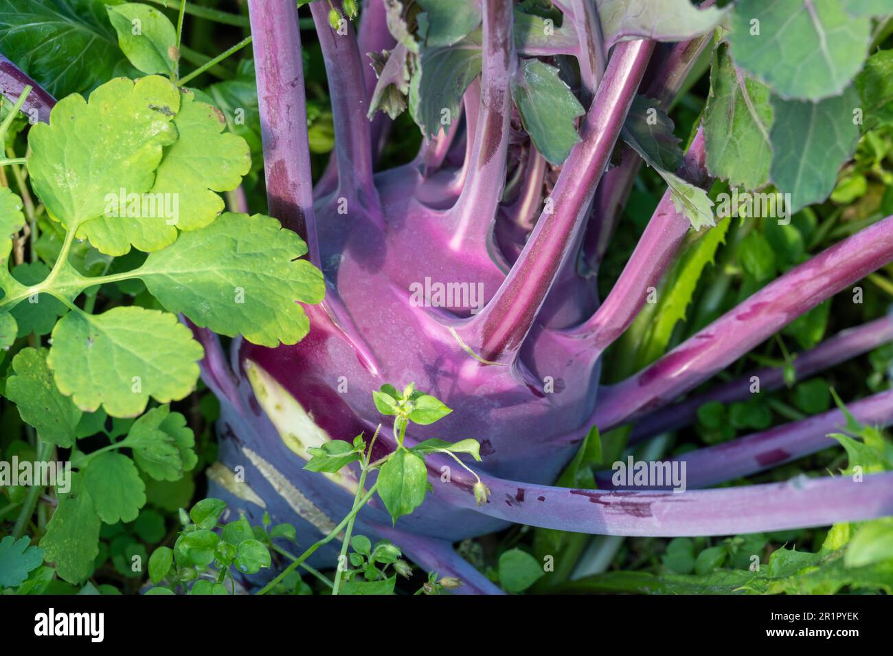 Italy, Trentino-Alto Adige, Alto Adige - South Tyrol, vegan cuisine ...