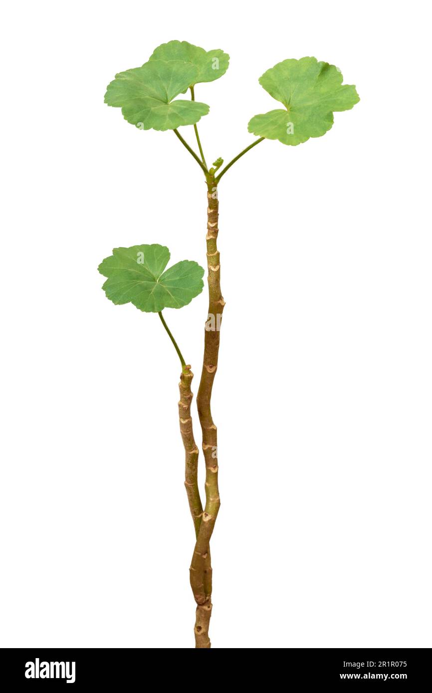 gernaium plant isolated on white background, aka pelargoniums ...