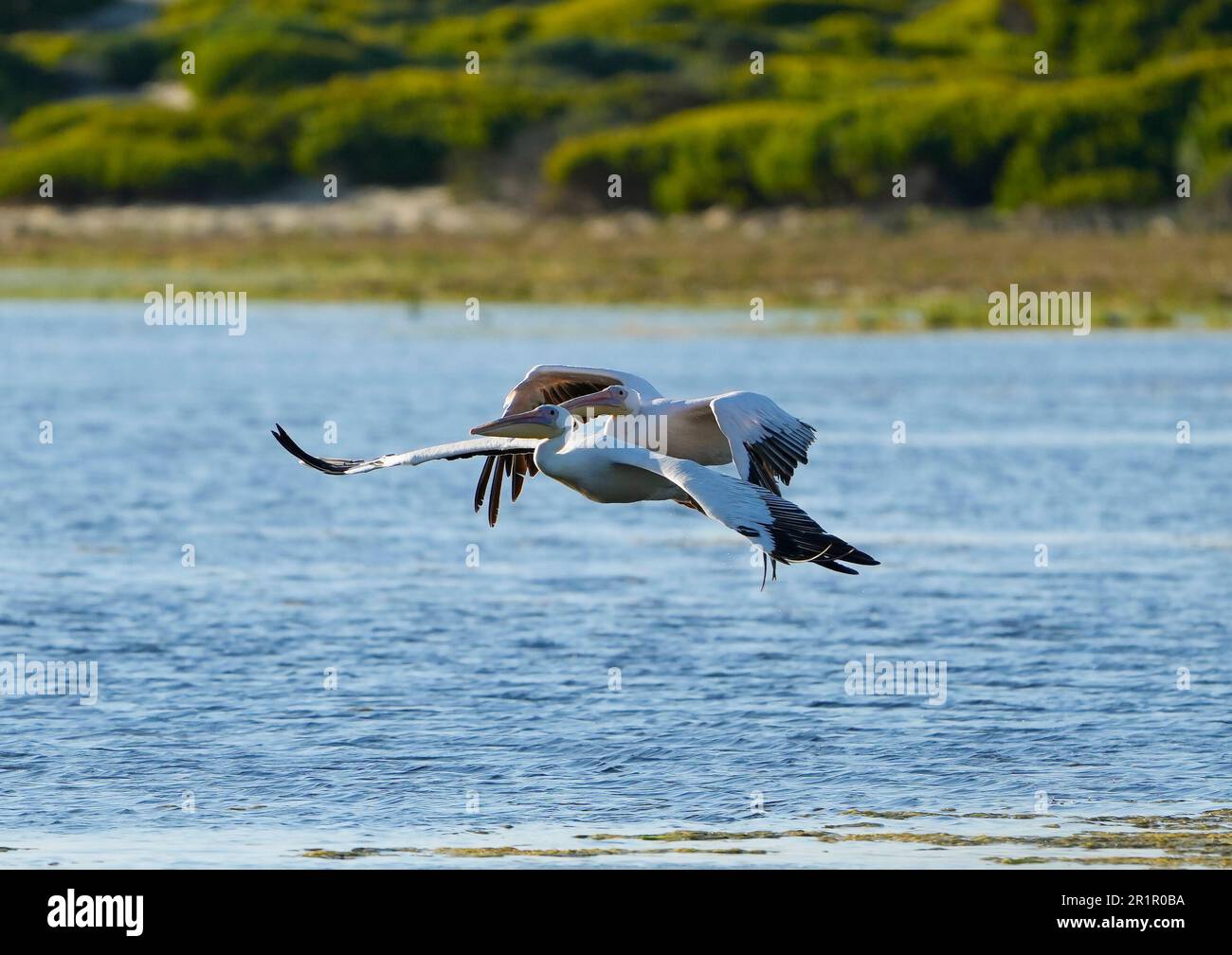 Bot river wetland with waterbirds hi-res stock photography and images ...