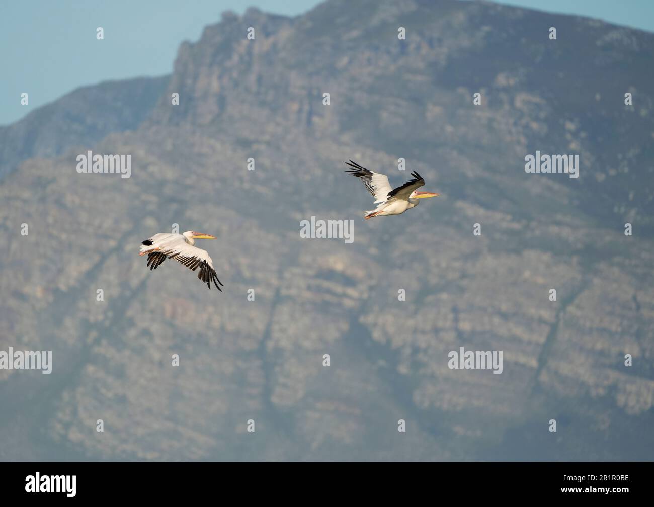 Bot river wetland with waterbirds hi-res stock photography and images ...