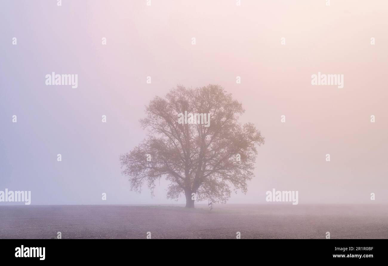 Tree in foggy field hi-res stock photography and images - Alamy