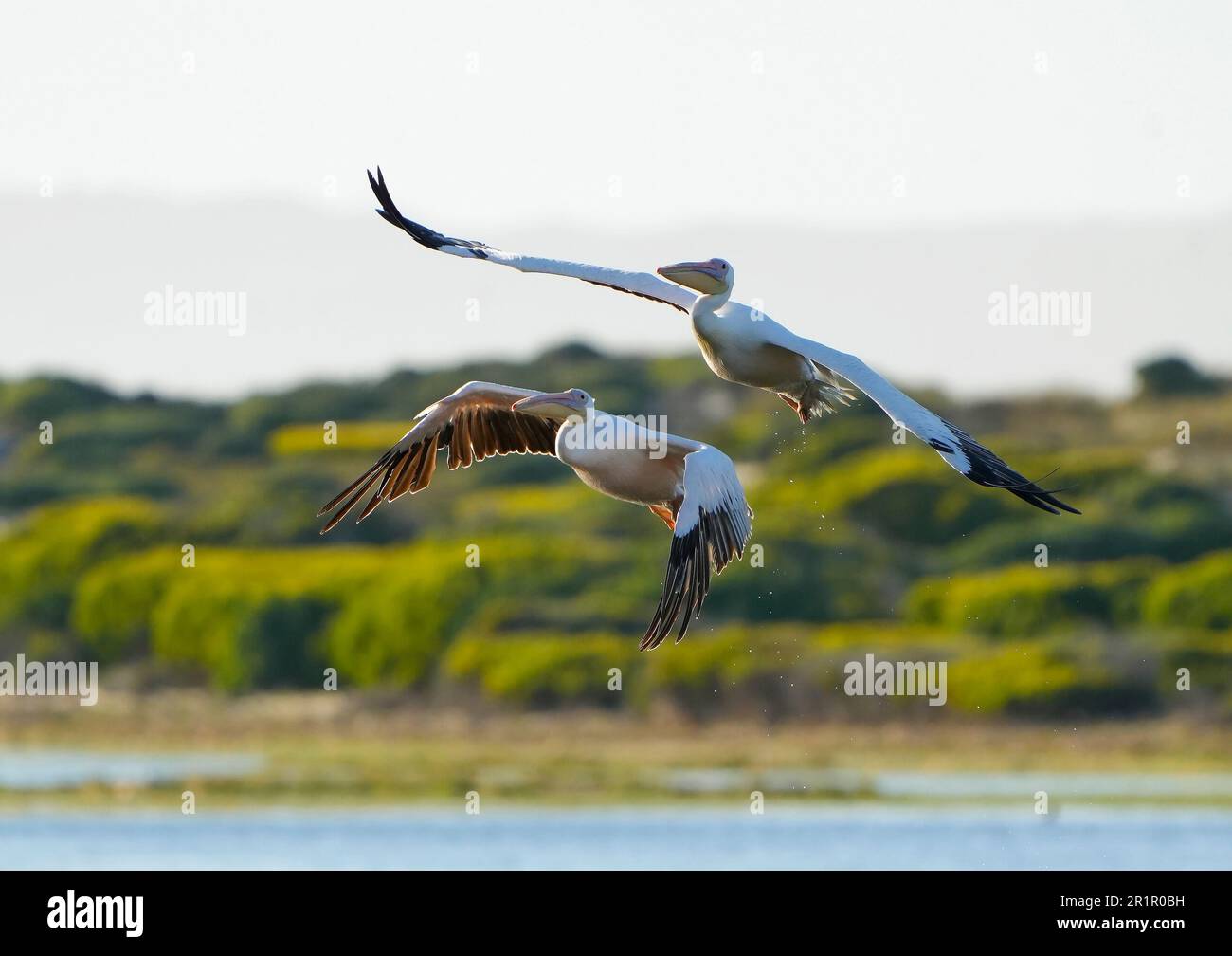Bot river wetland with waterbirds hi-res stock photography and images ...