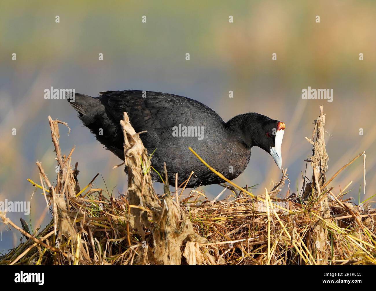 Red knobbed coot hi-res stock photography and images - Alamy