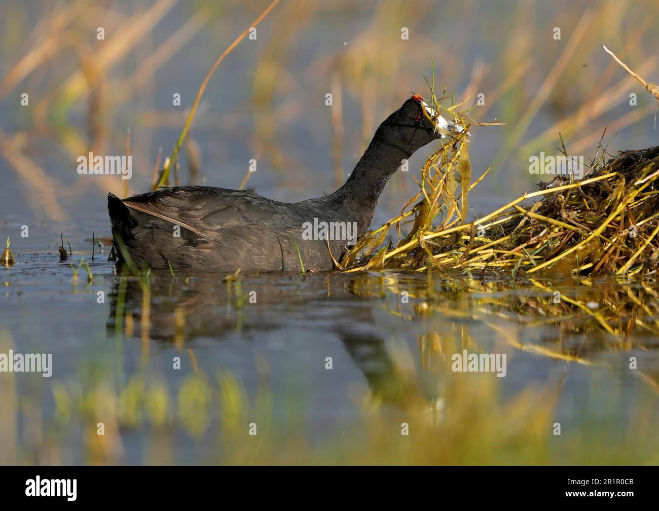 Bot river wetland hi-res stock photography and images - Alamy