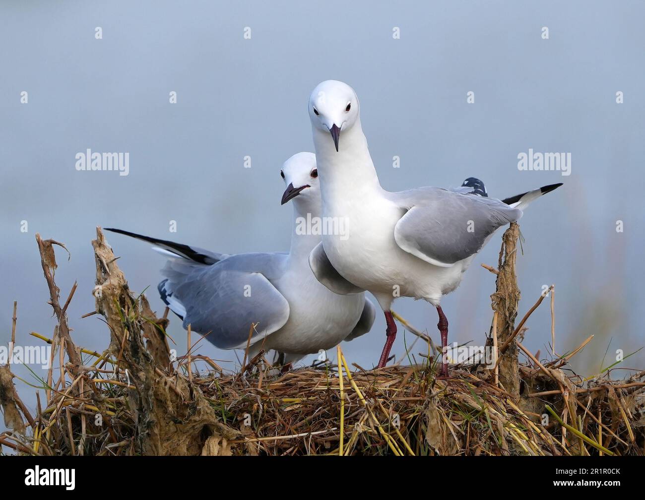 Hartlaub s gulls hi-res stock photography and images - Alamy