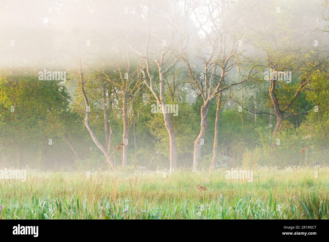 Ash trees on a wet meadow at dawn, spring in the Marais du Cotentin ...