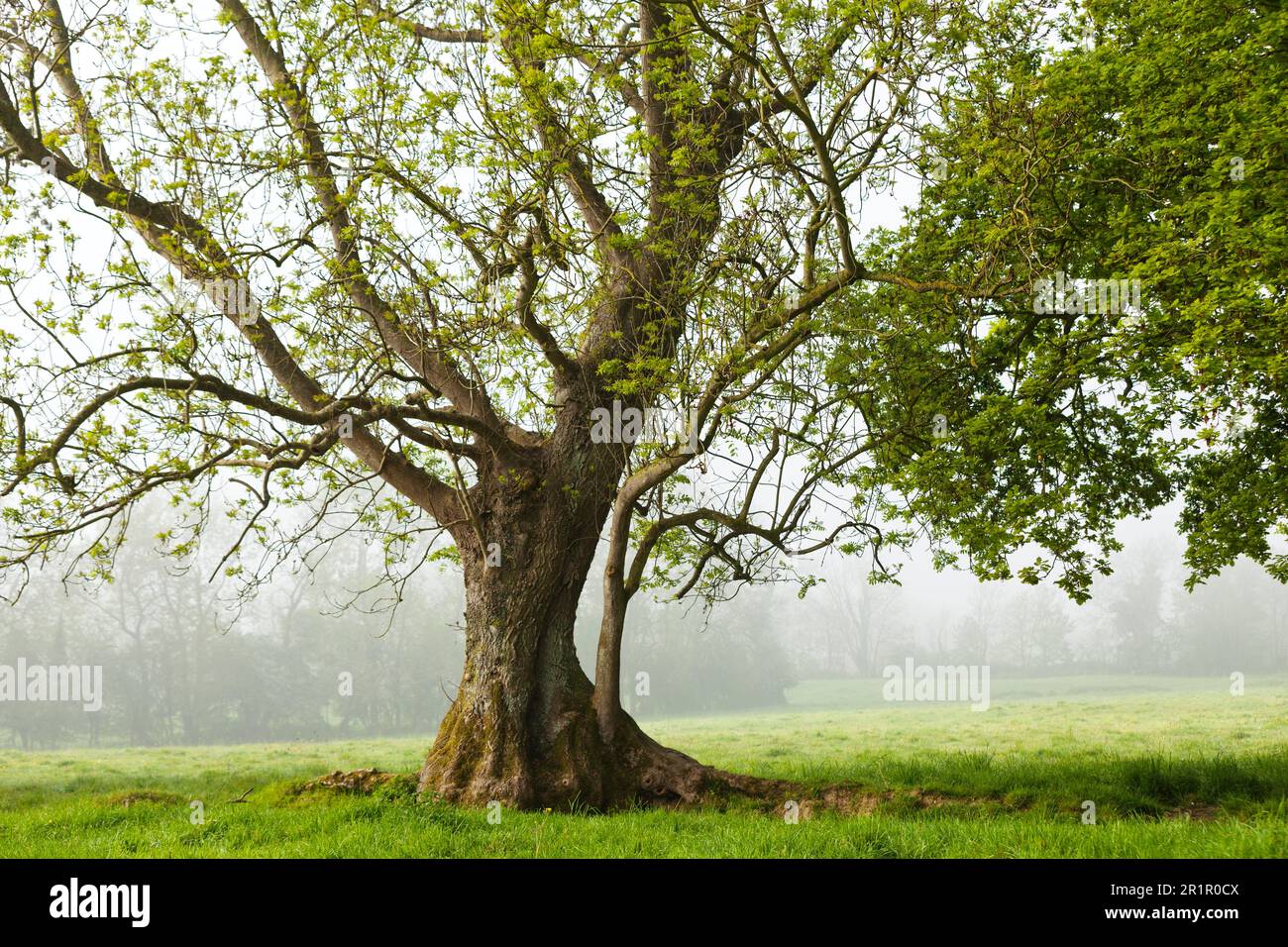 Old ash tree at dawn in spring in a pasture Stock Photo - Alamy